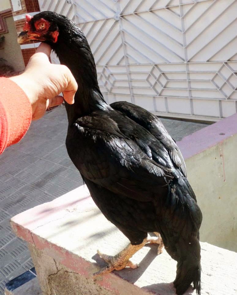 Syed Hammad Precious Aseels ~ Pakistani Aseel Photos