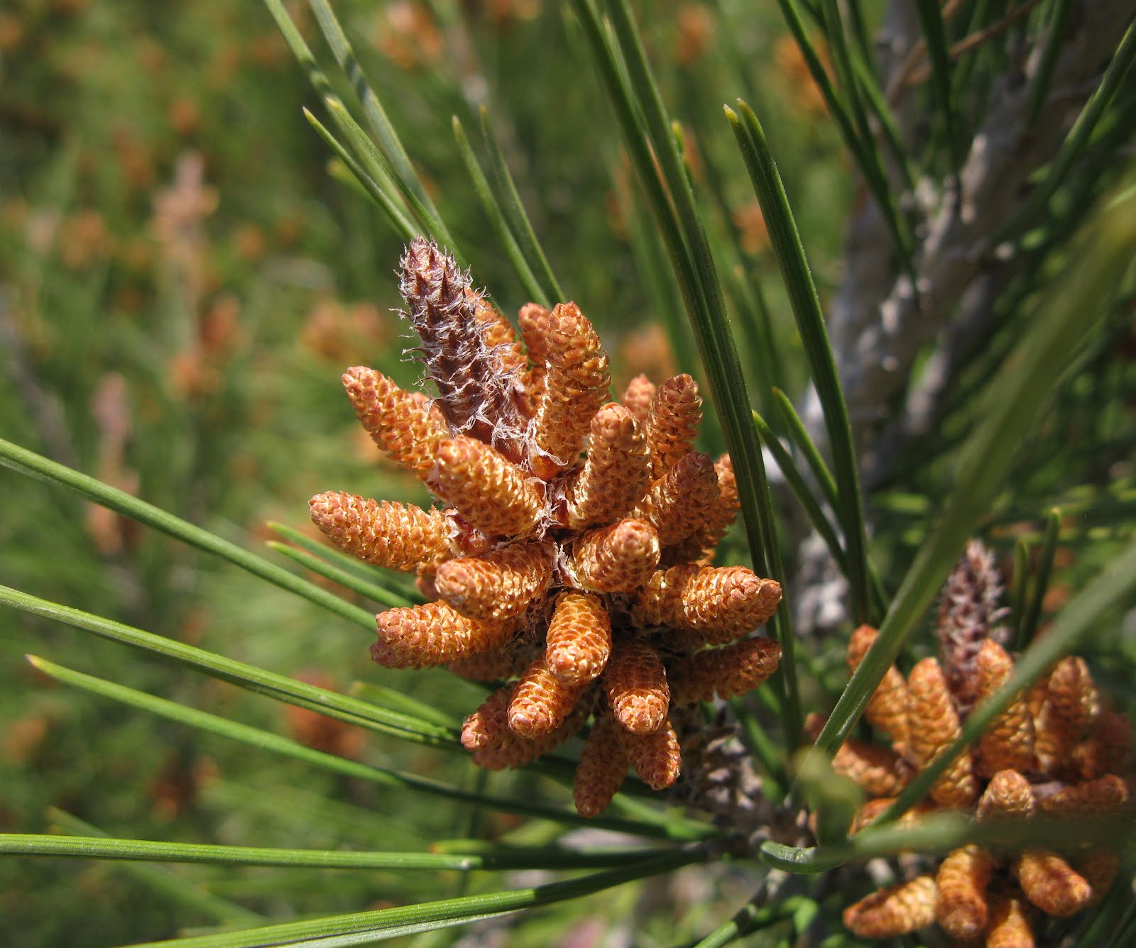Flores y Palabras: Flores de pino