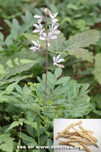 Dittany bark (Baixianpi)-Dictamnus dasycarpus Turcz.