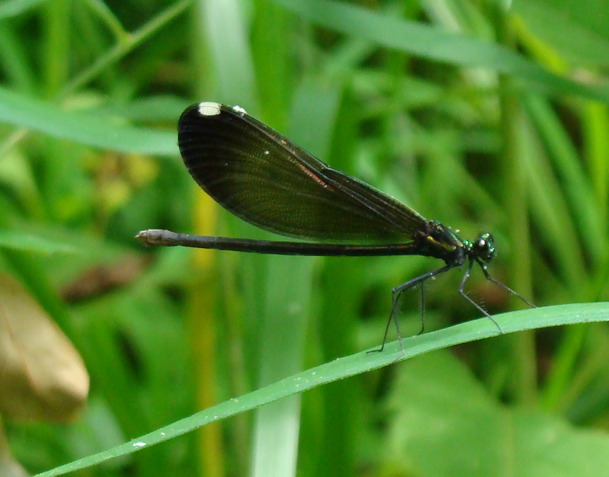 Rurification | Robin Edmundson: Dragonflies