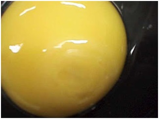 20 Tahap Perkembangan Embrio Ayam Dalam Telur ~ Hobi Ayam