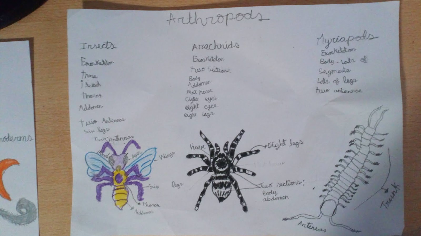1º INTERNIVEL: INVERTEBRATE ANIMALS PROJECTS