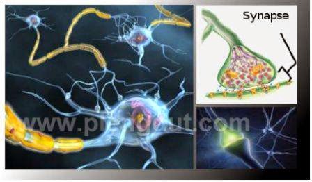 Mekanisme kerja sistem syaraf