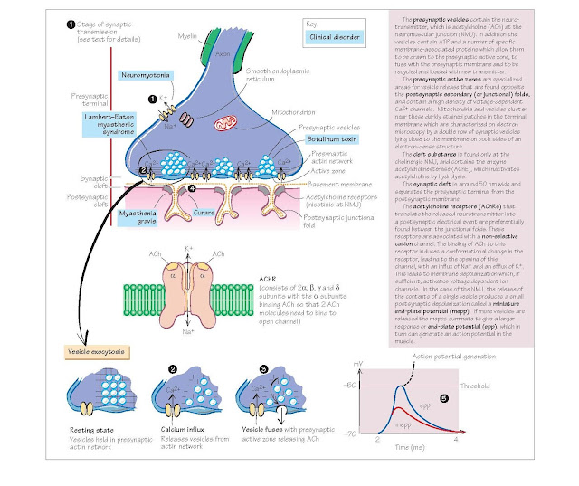 Neuromuscular Junction NMJ And Synapses - pediagenosis
