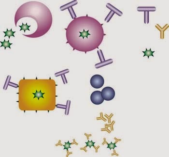 PENGERTIAN DAN DEFINISI ANTIBODI - librarian.id