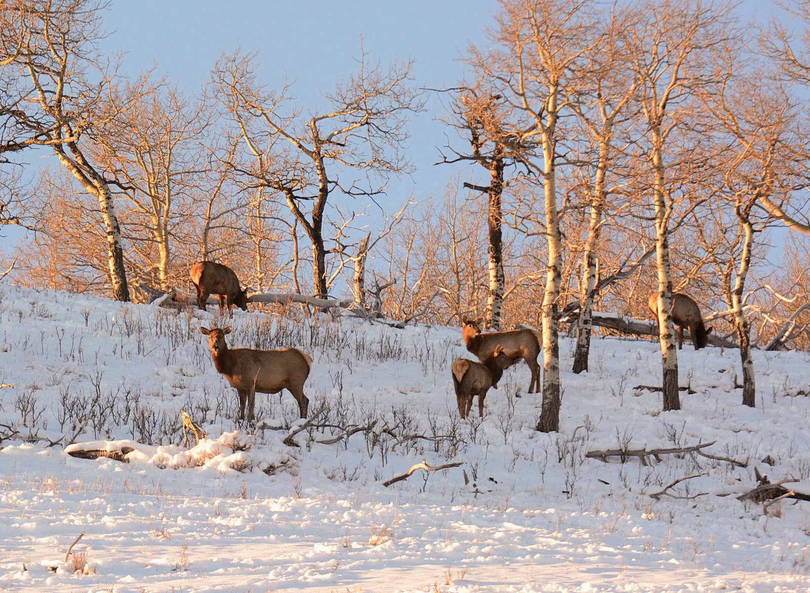 Turbo's Track and Photo Tour: Sheep, deer, elk (20131029) A quick ...