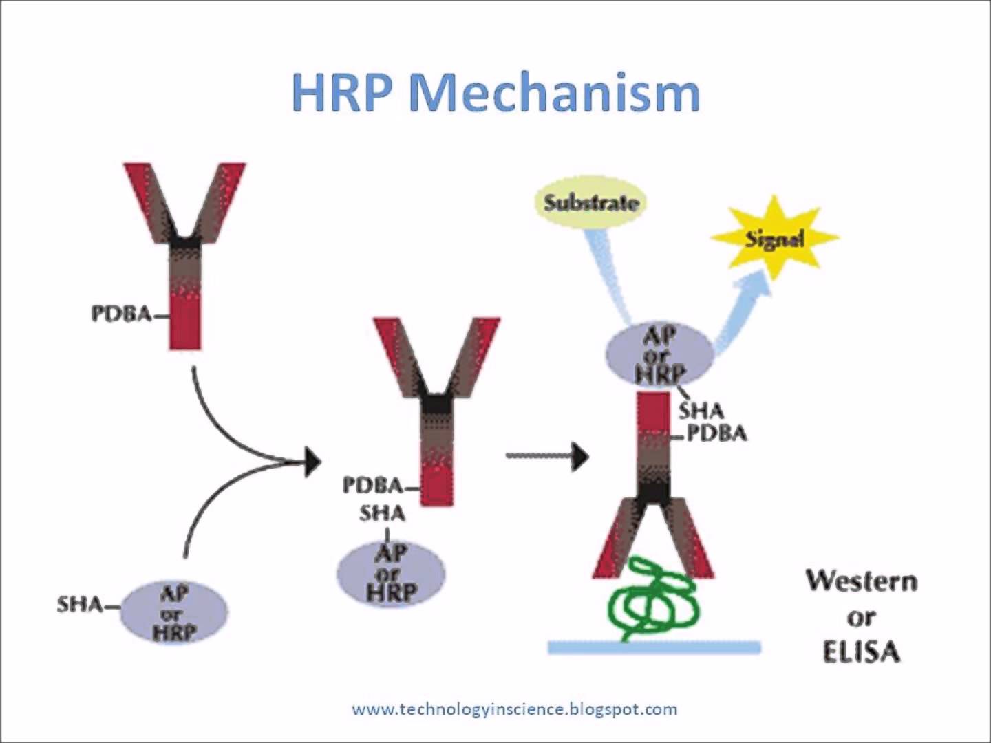 Thai Sanoo: conjugation คือ