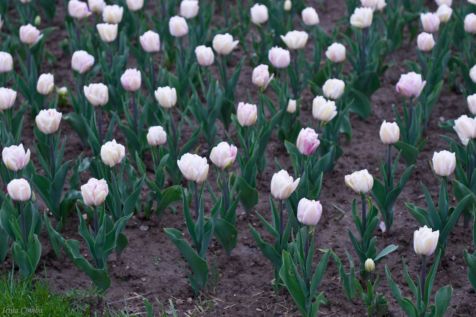 Despre imagini si cuvinte: Simfonia lalelelor