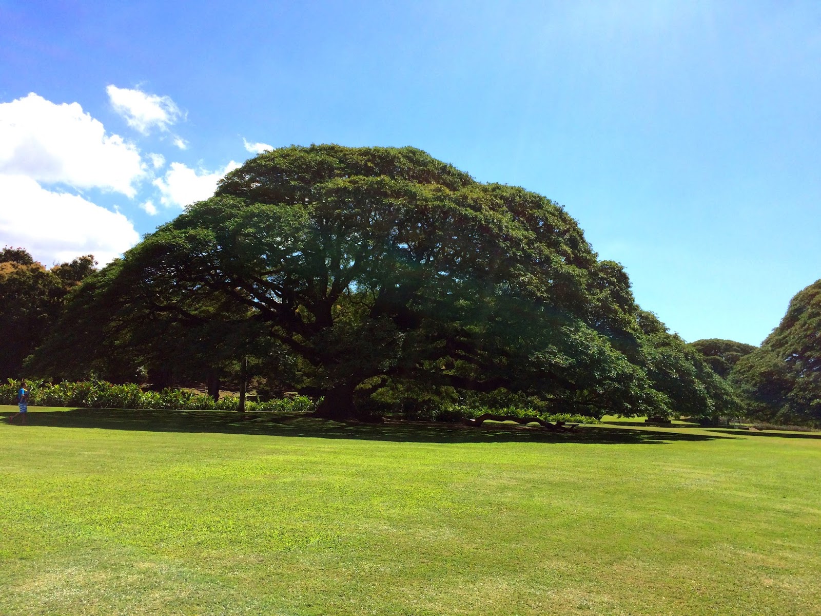 Aloha from Hawaii: The Hitachi tree