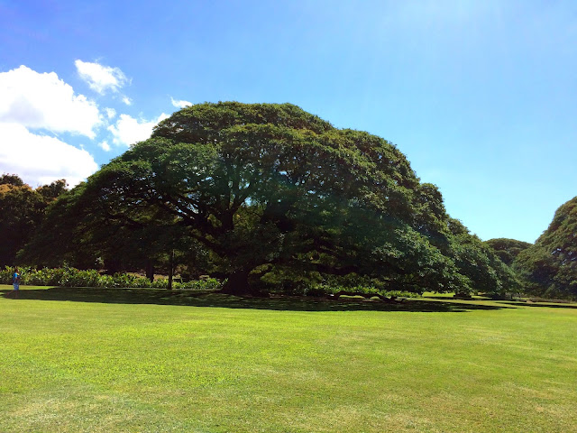 Aloha from Hawaii: The Hitachi tree