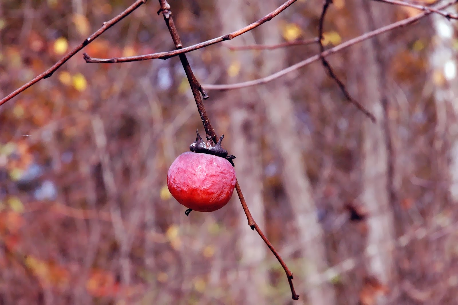Field Biology in Southeastern Ohio: Autumn: Cool Temperatures and Color ...