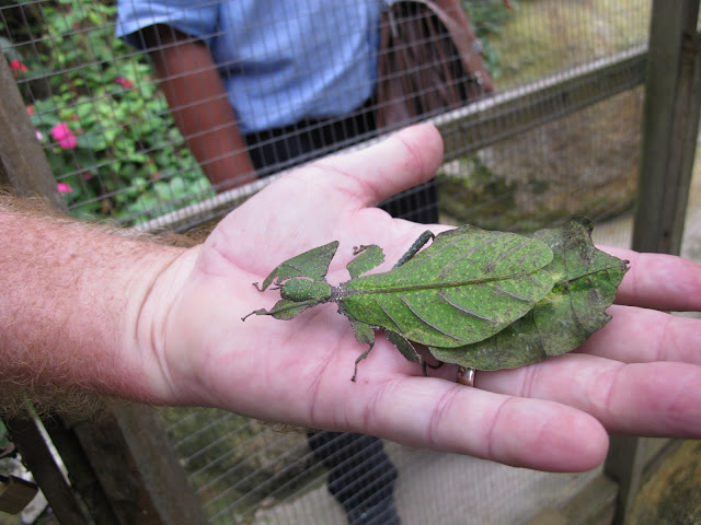 TRAVELS (and more) WITH CECILIA BRAINARD: Leaf Bug or Katydid, photo ...