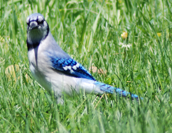 Blue Jay | The Life of Animals