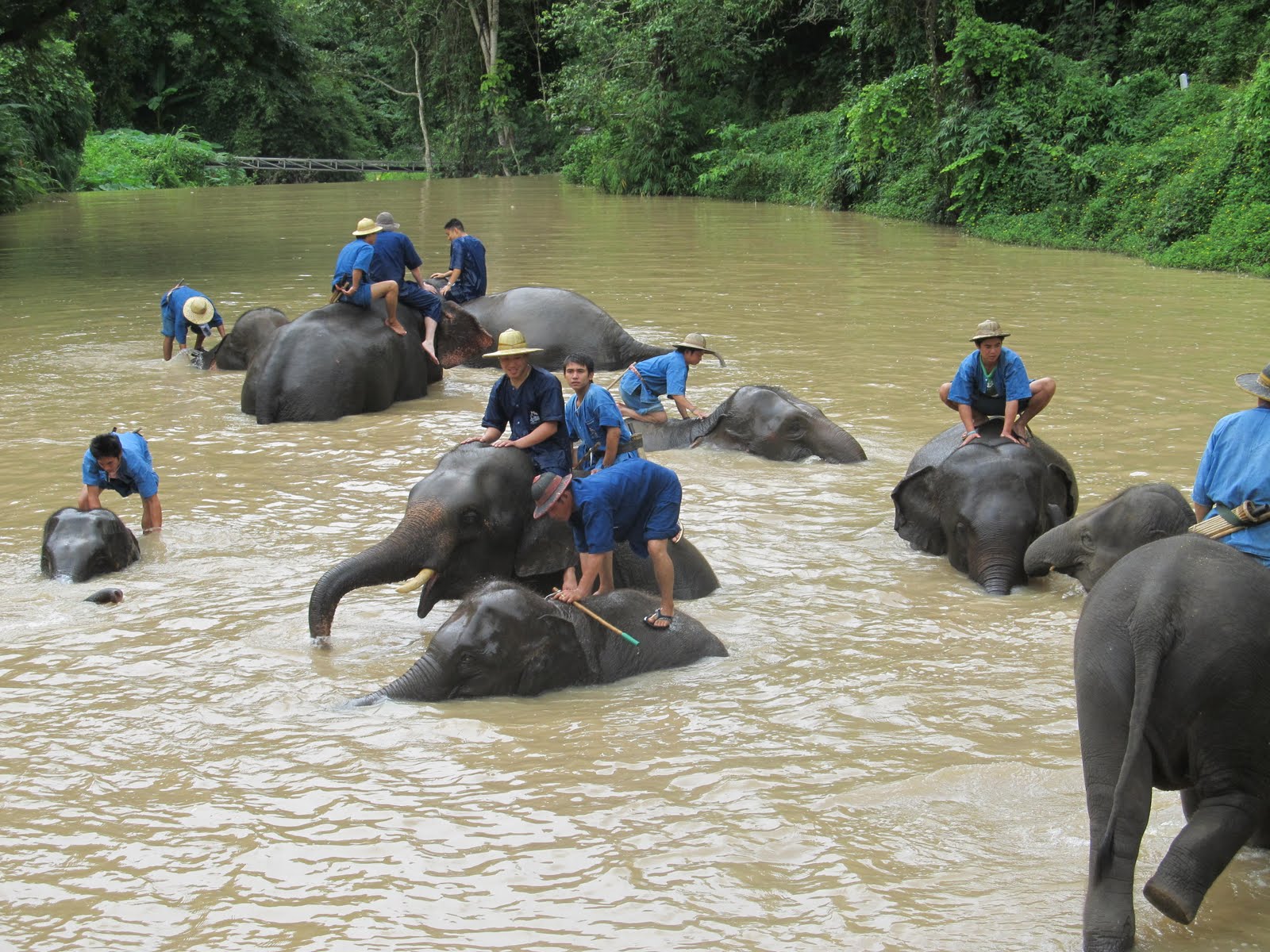 Ms. Specht's Asia Trip: Elephant rides and show at the Elephant ...