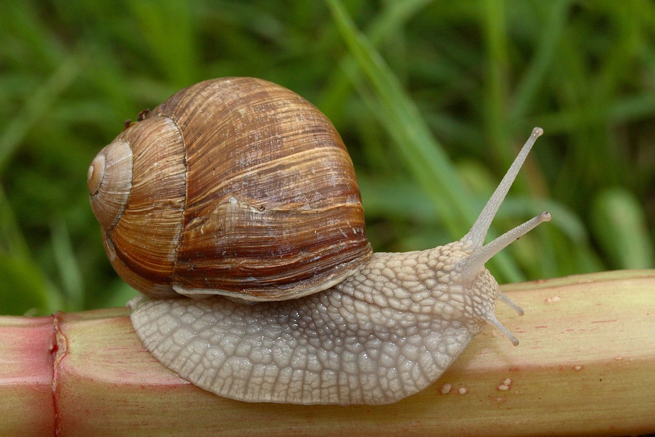 Snail Farming and What It’s All About? |MyRokan