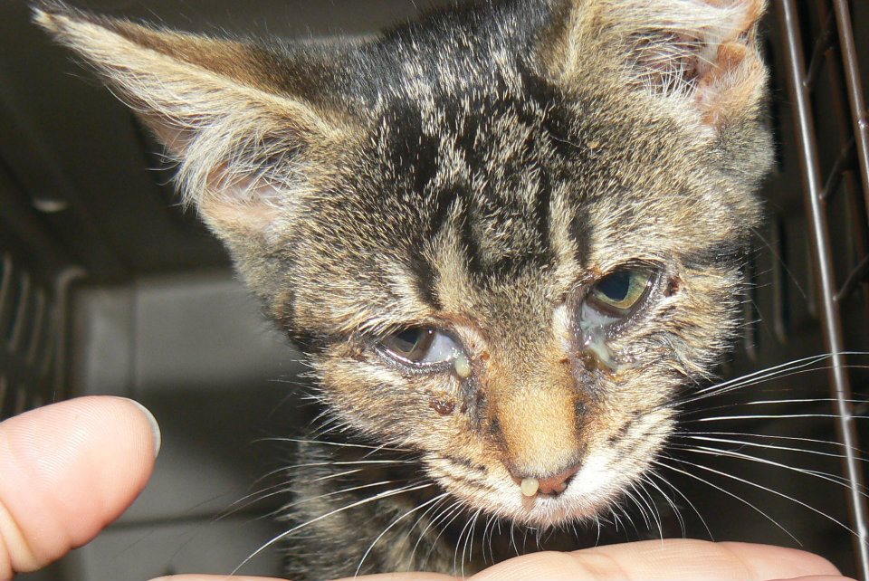 Alley Cats and Angels of NC: Cats taken in fron Siler City Animal ...