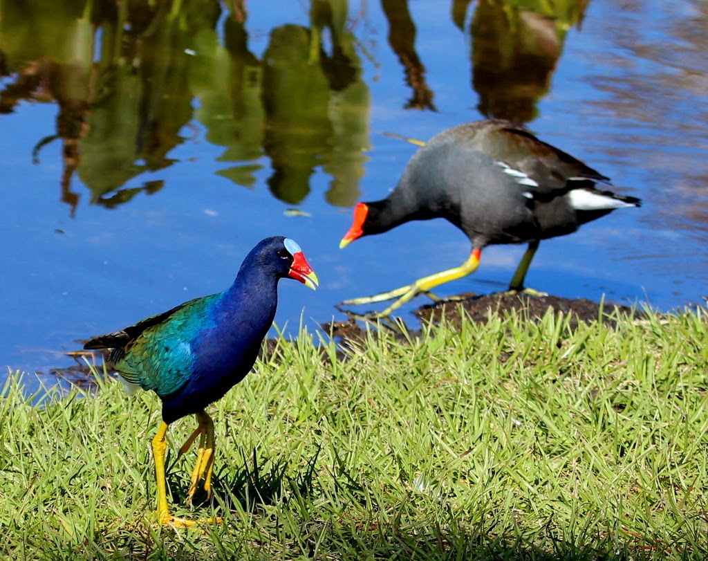 Beth's Blog: Answering my Request for a Purple Gallinule