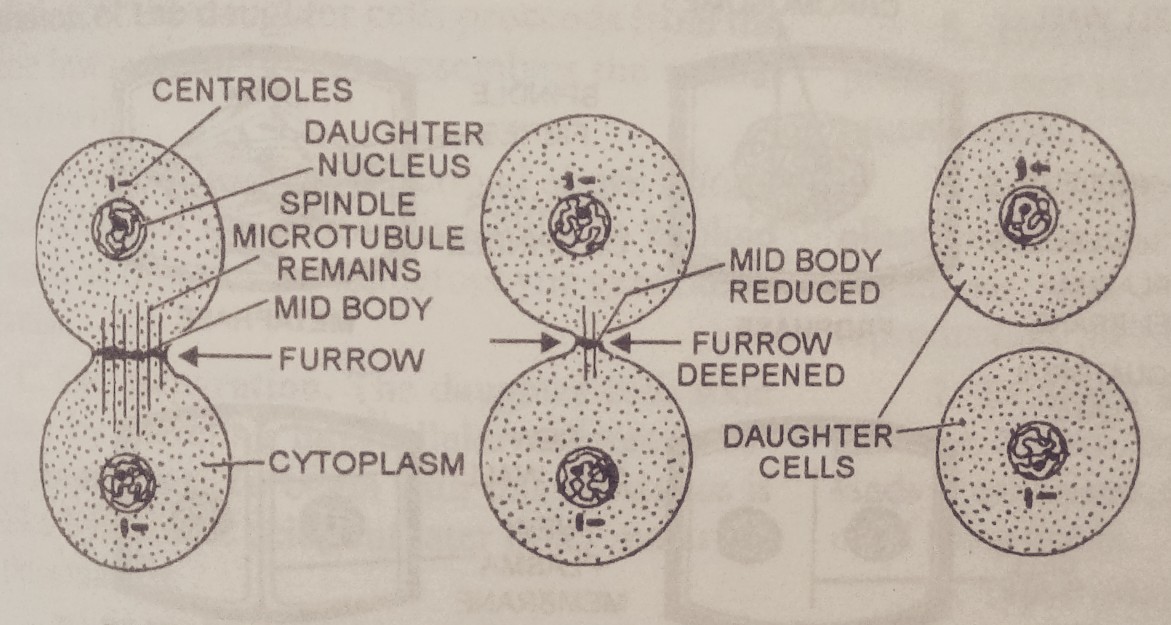 YOUR NOTES LIBRARY: Cell division in animal and plant