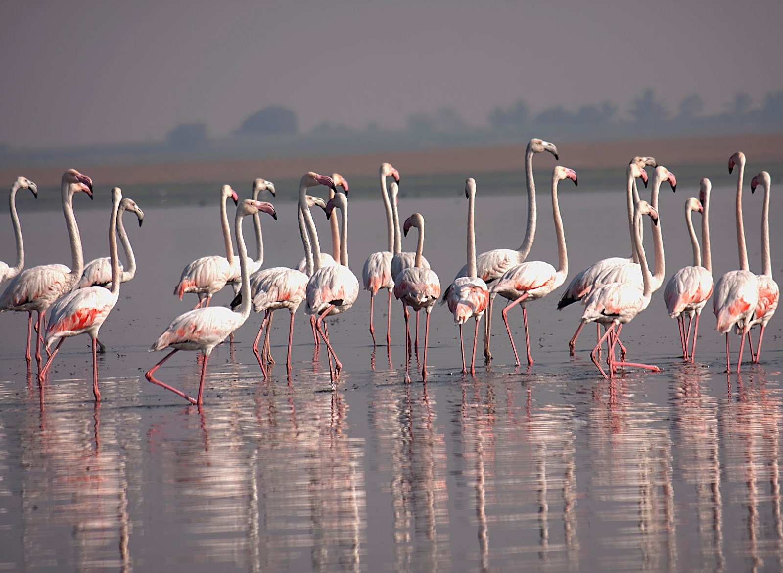 W ~ I ~ N ~ G ~ S -----: " Greater Flemingo. . "