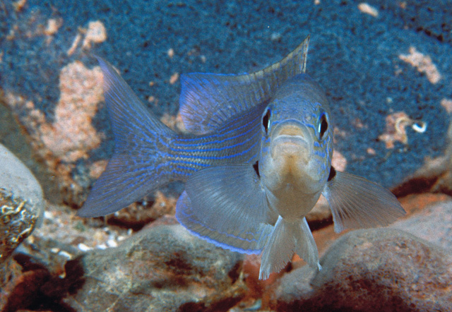 Artes de Pesca: ACTINOPTERYGII.