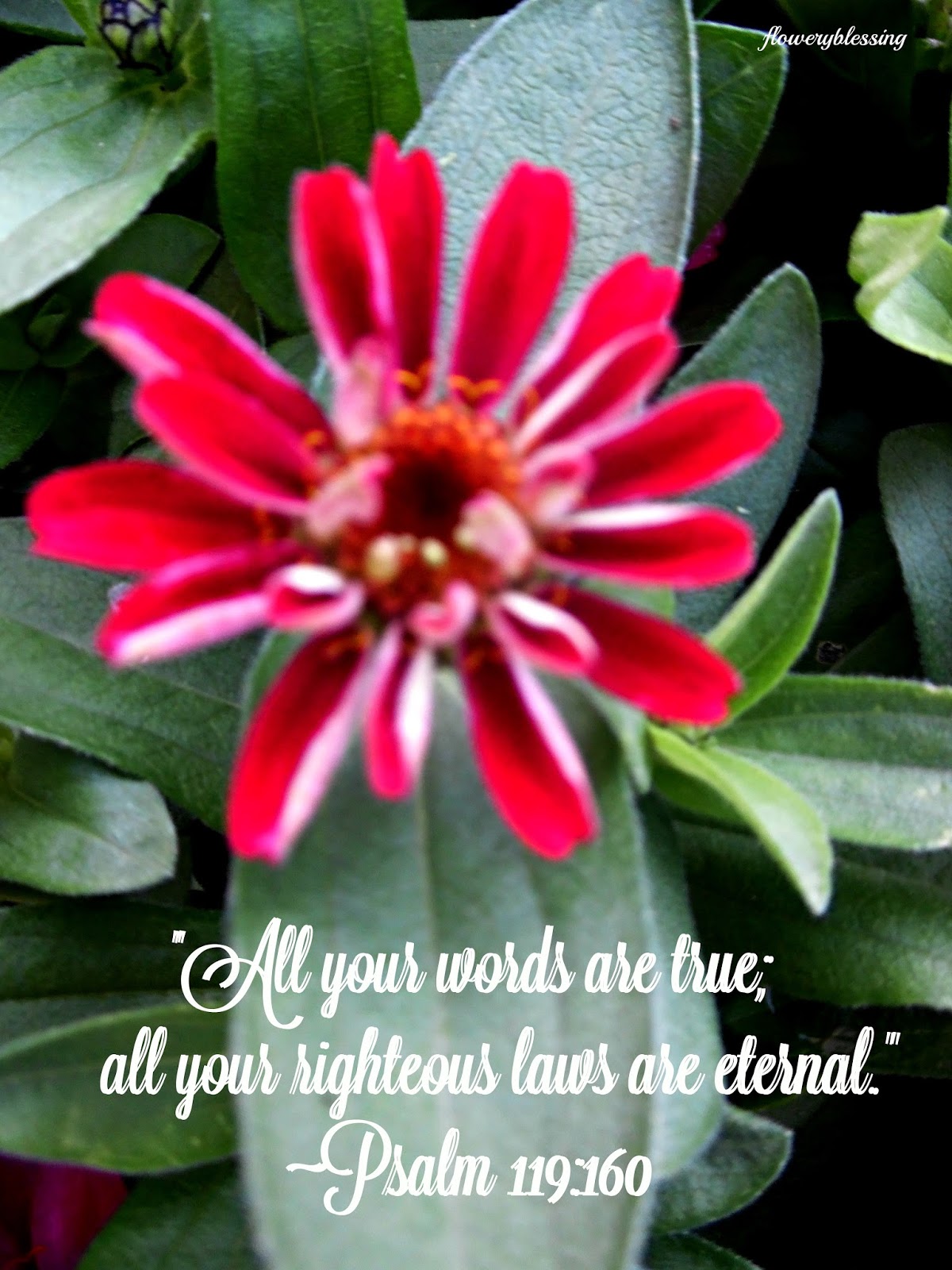 Flowery Blessing: "All your words are true; all your righteous laws are ...