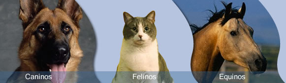 Animales de compañia: Animales de compañia