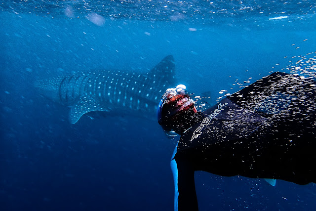 How you emergency?: vaal! hai! vaalhai!