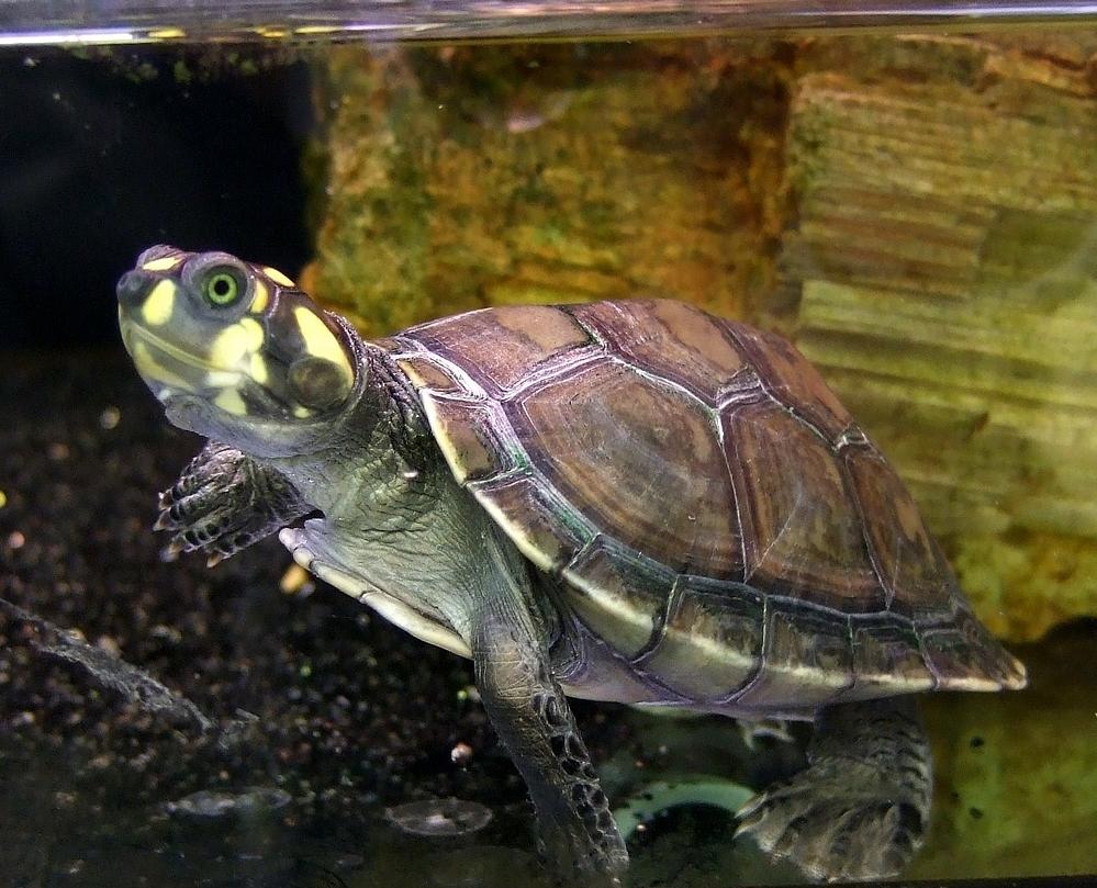 Animals of the world: Podocnemis unifilis