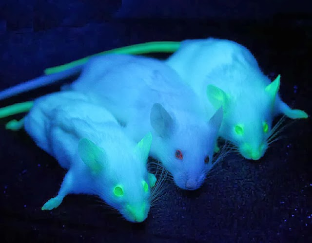 Scienceshil: Glowing Mice
