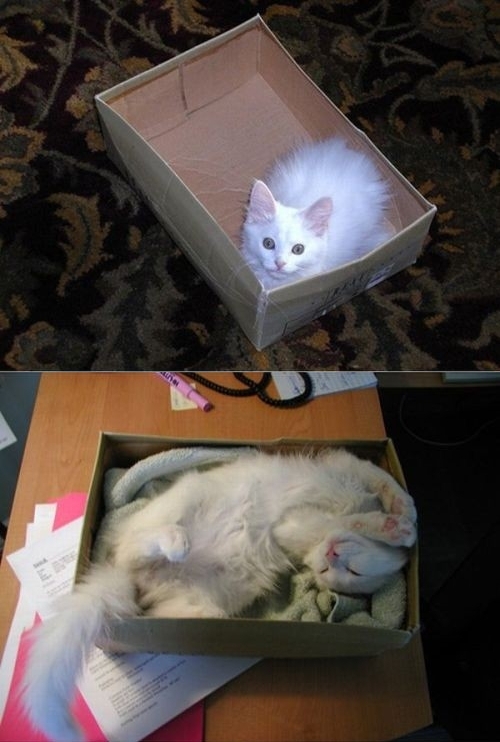 Cats, Then and Now (24 pics) | Amazing Creatures