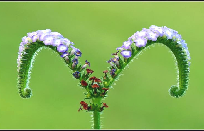 SINH VIÊN KHOA DƯỢC: THỰC VẬT ĐẠI CƯƠNG : HOA