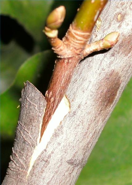 Family Ministries: ChristChurch Presbyterian Dalton: Engrafting our ...