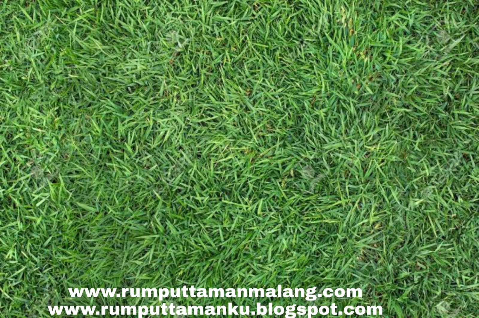 Jual rumput manila Jakarta murah asal malang Jawa timur Januari Tahun ...