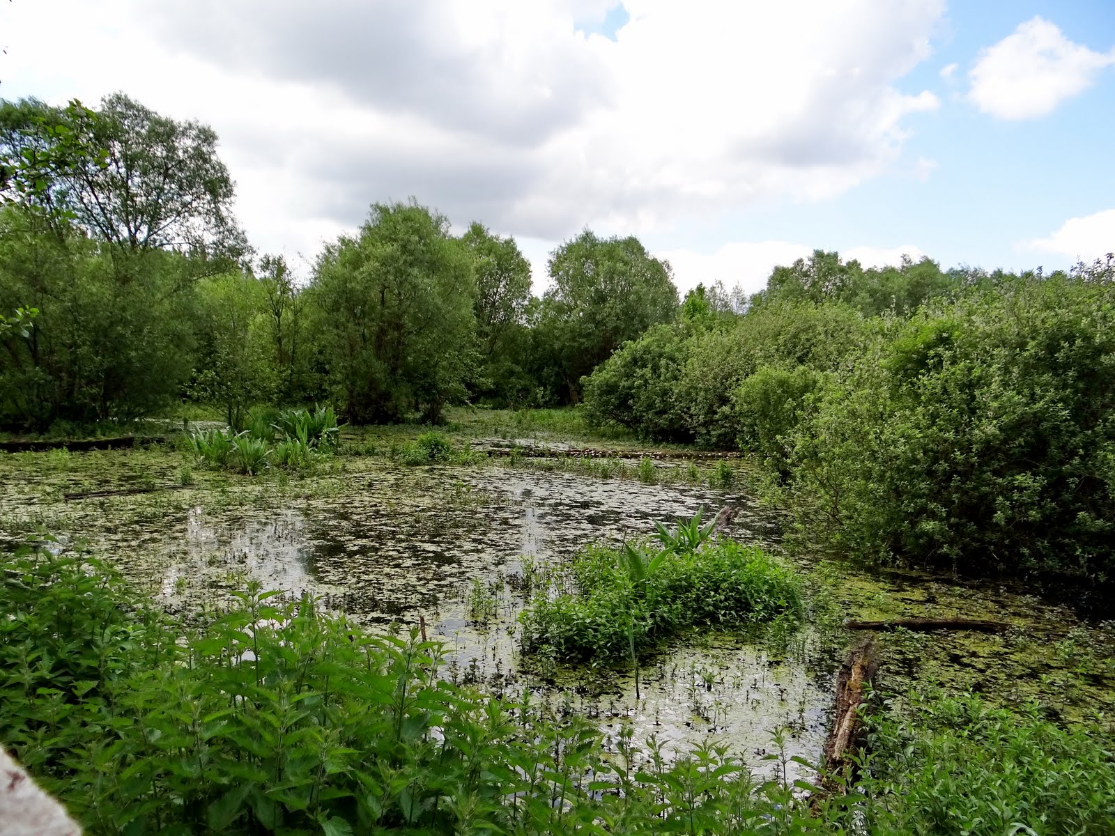 Mes randonnées: Les marais de la Marque