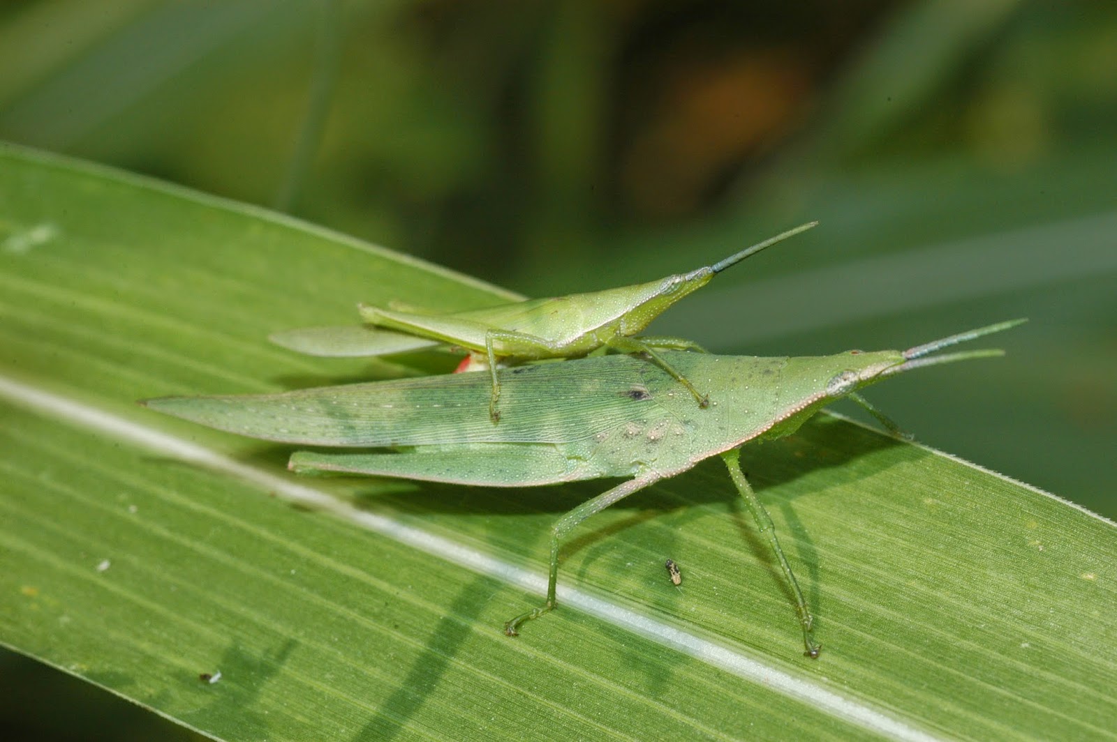 Variety of Life: Pyrgomorphidae