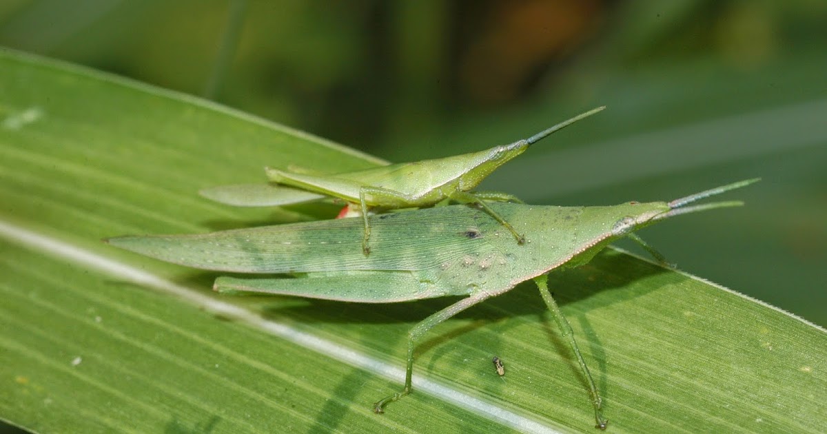 Variety of Life: Pyrgomorphidae