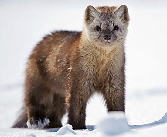 Samur nedir ne demektir? Samur Hayvanı - Laf Sözlük