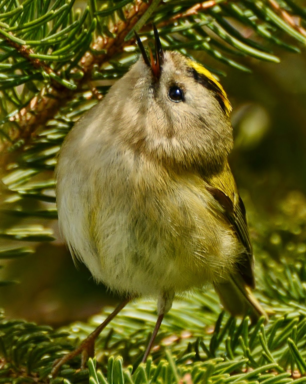 native2sussexbirding: Garden Goldcrest