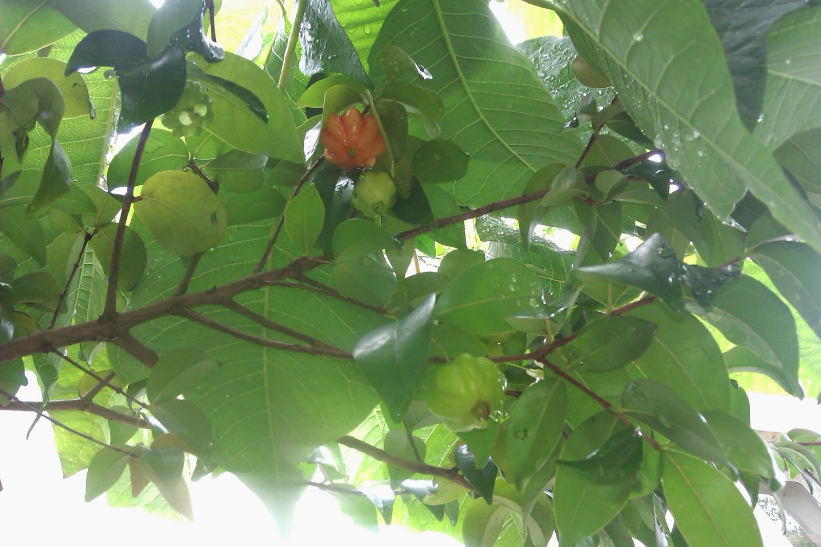 Learn Gardening: Pitanga - Rousaille