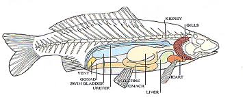 Organ pencernaan ikan