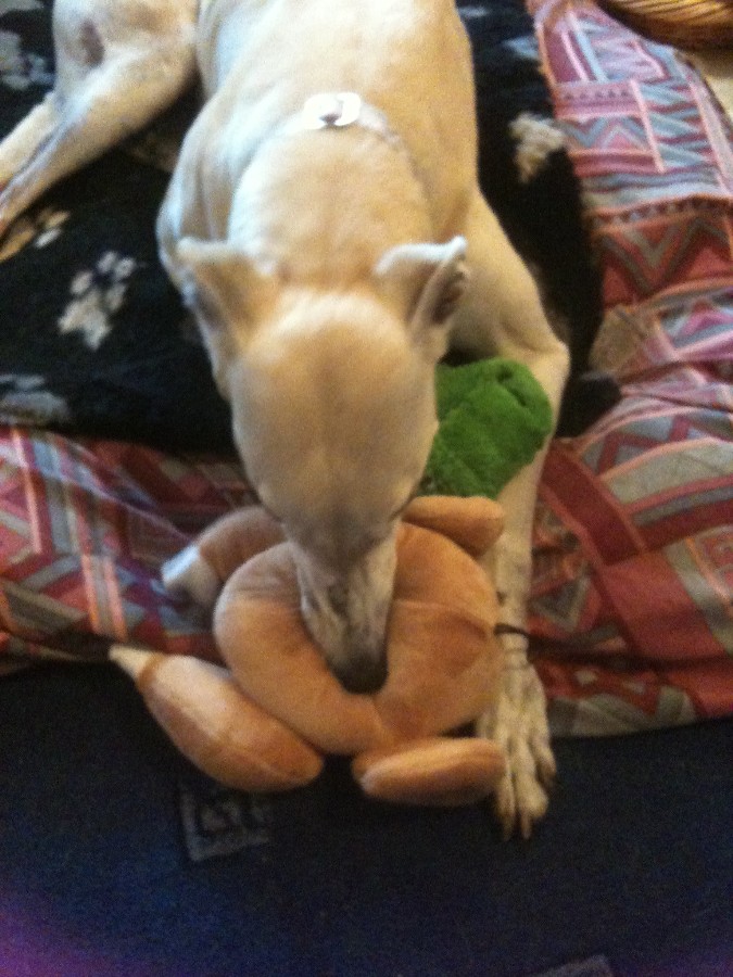 Winnie's Dog Blog: Happy New Year - and a look back at Christmas