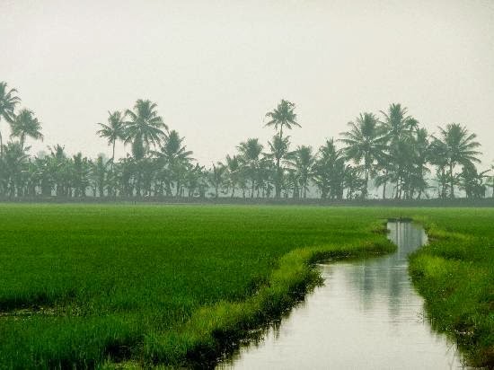 WATER POLLUTION @KUTTANAD