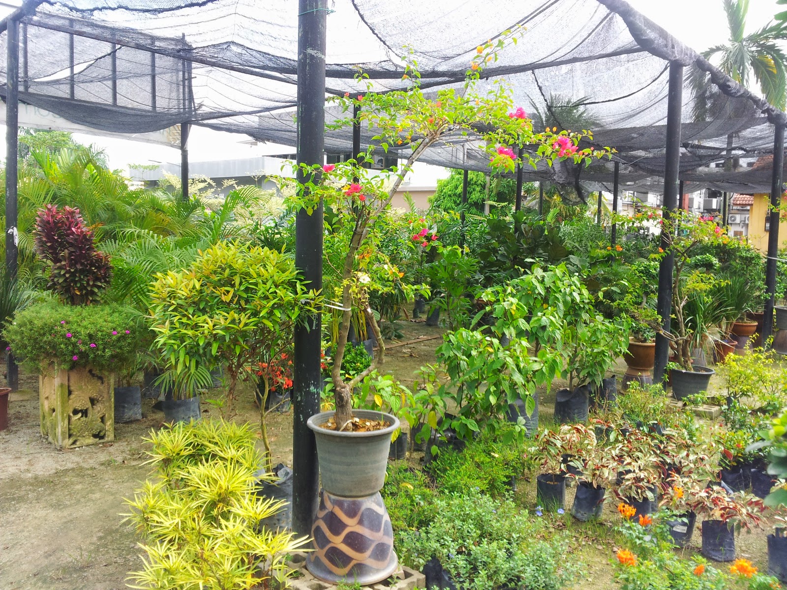 My life journey : Cari pokok bunga Di Nilai Landscape