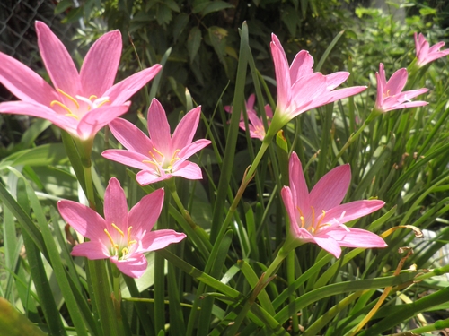 Hoa lan đất đẹp dịu dàng trong vườn Huế ~ CÂY XANH HOÀNG GIA