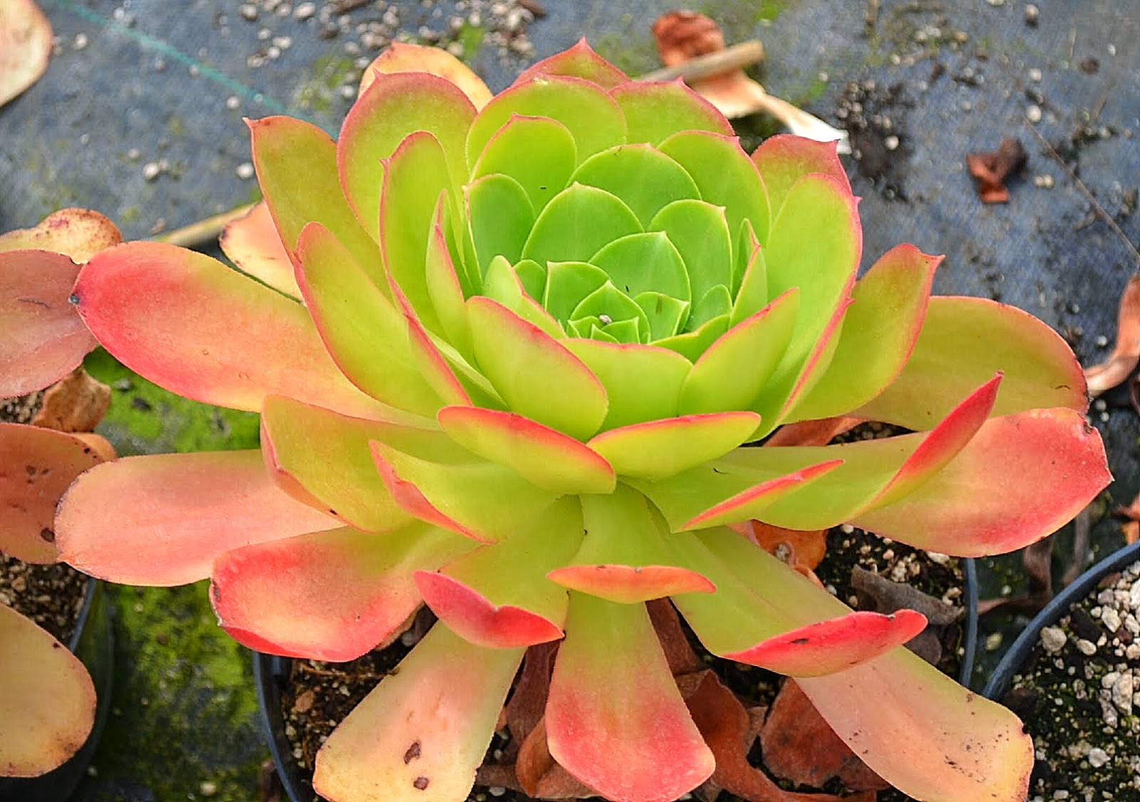 The Outlaw Gardener: Rare Plant Research Part One; The Plants