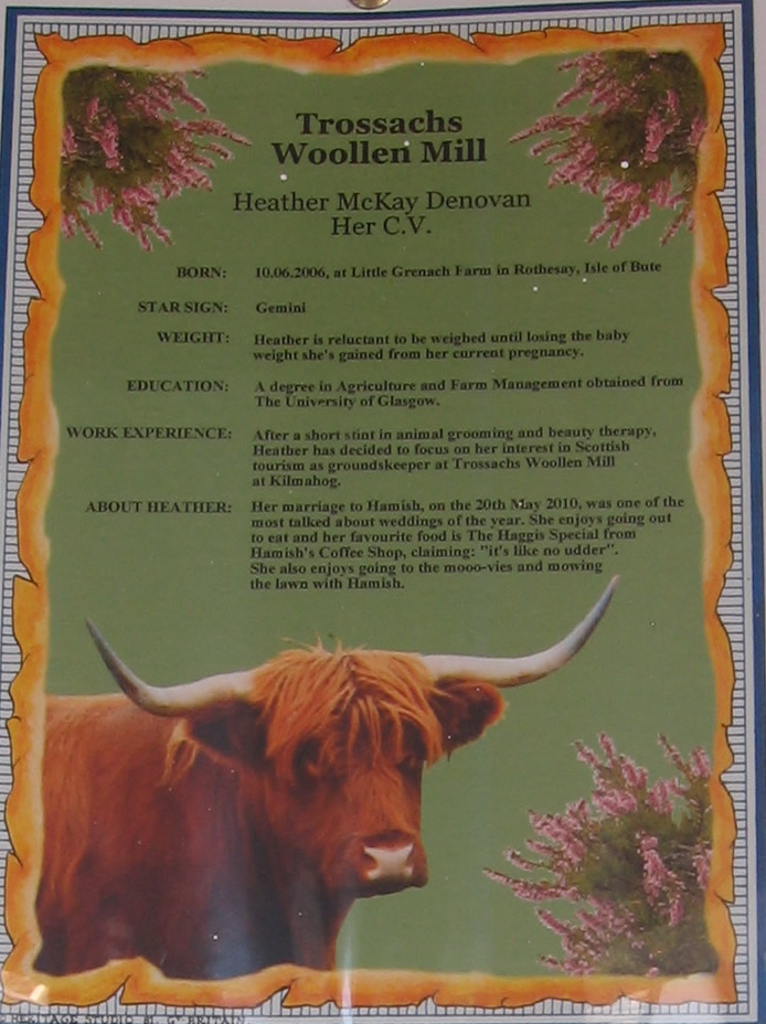 Hamish, The Highland Bull - The Globe Trotter