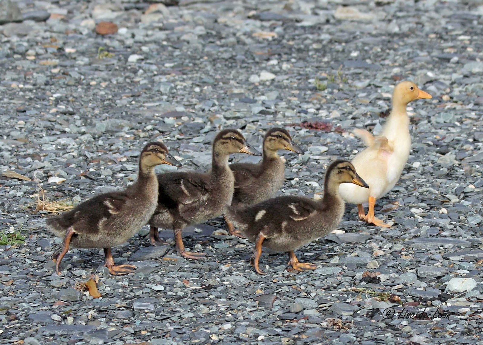 Birding with Lisa de Leon: Duckling Adoption - Brigus South