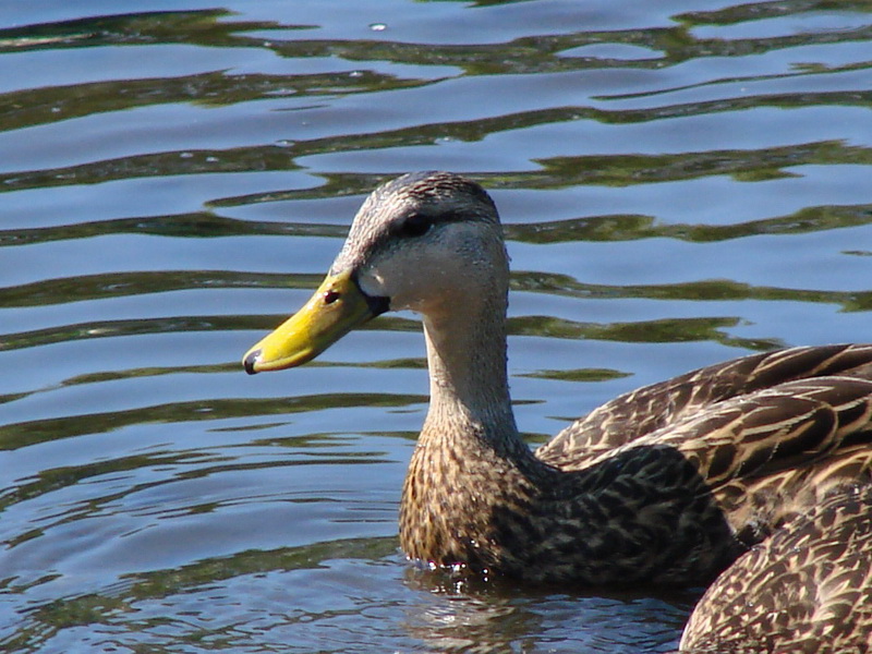 Tails of Birding: 2011