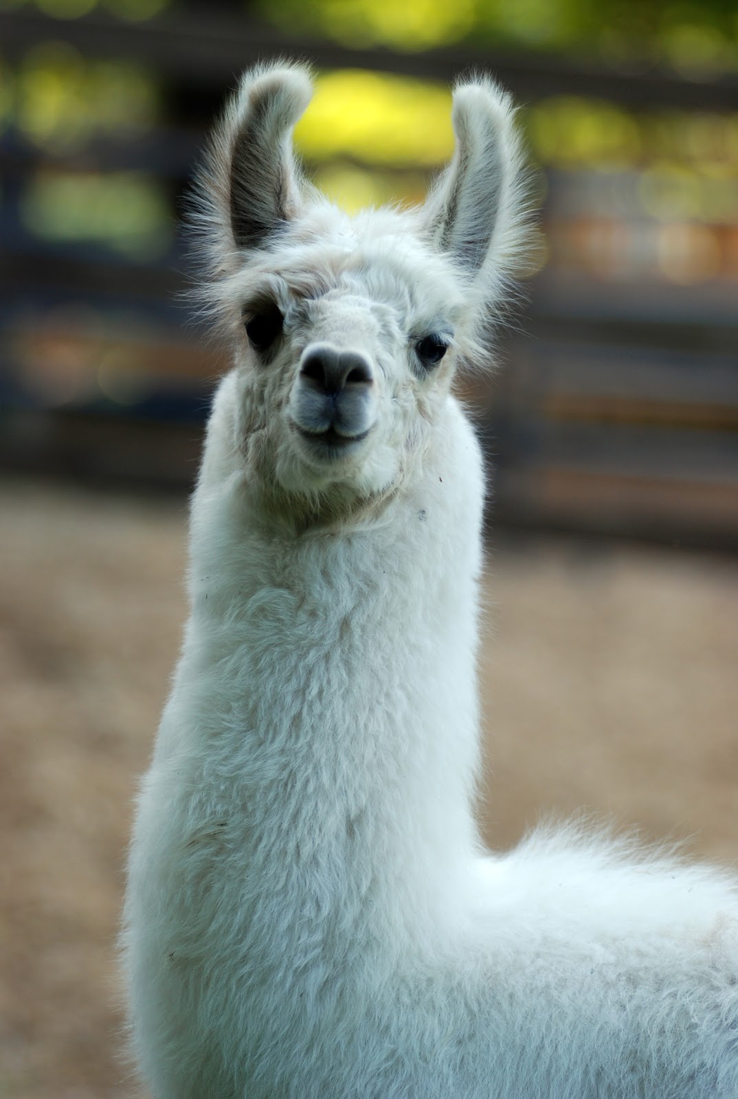 Heartsong LLamas and Fiber of Dawn of Promise Farm: Llama Crias, Rabbit ...