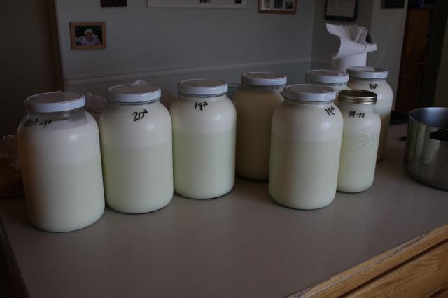 High Prairie Homestead: Milk: Making butter